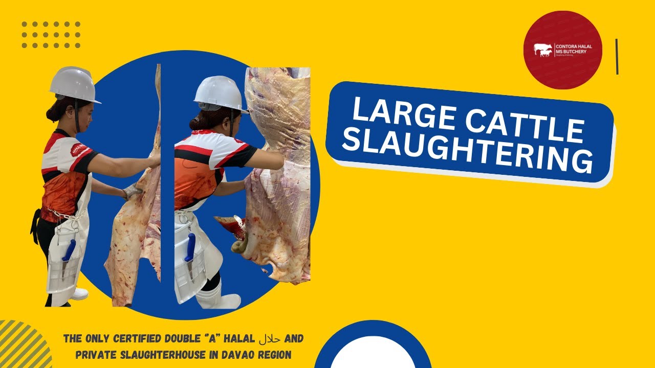 Large Cattle Slaughtering Operations - YouTube
