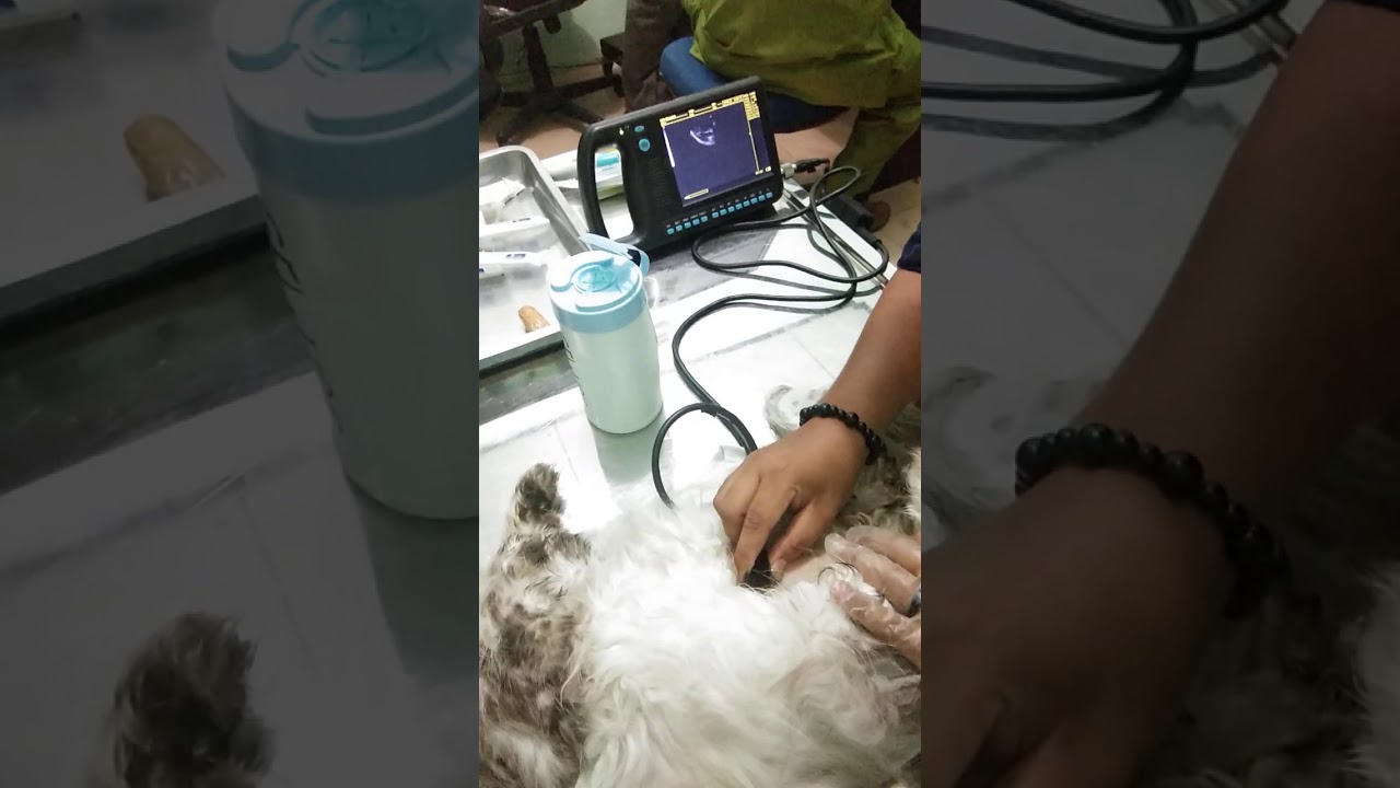 USG KUCING Persia lagi bunting.. - YouTube