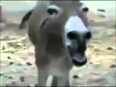 Burro que grita - YouTube