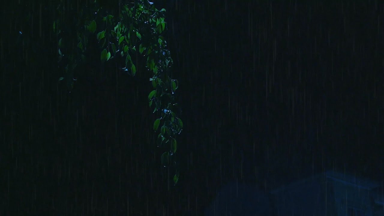Rain Ambient Sounds with Raindrops Falling on Leaves & Trees for a ...