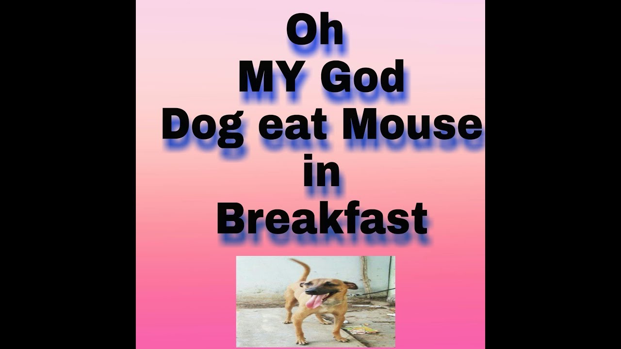 dog eats mouse - YouTube
