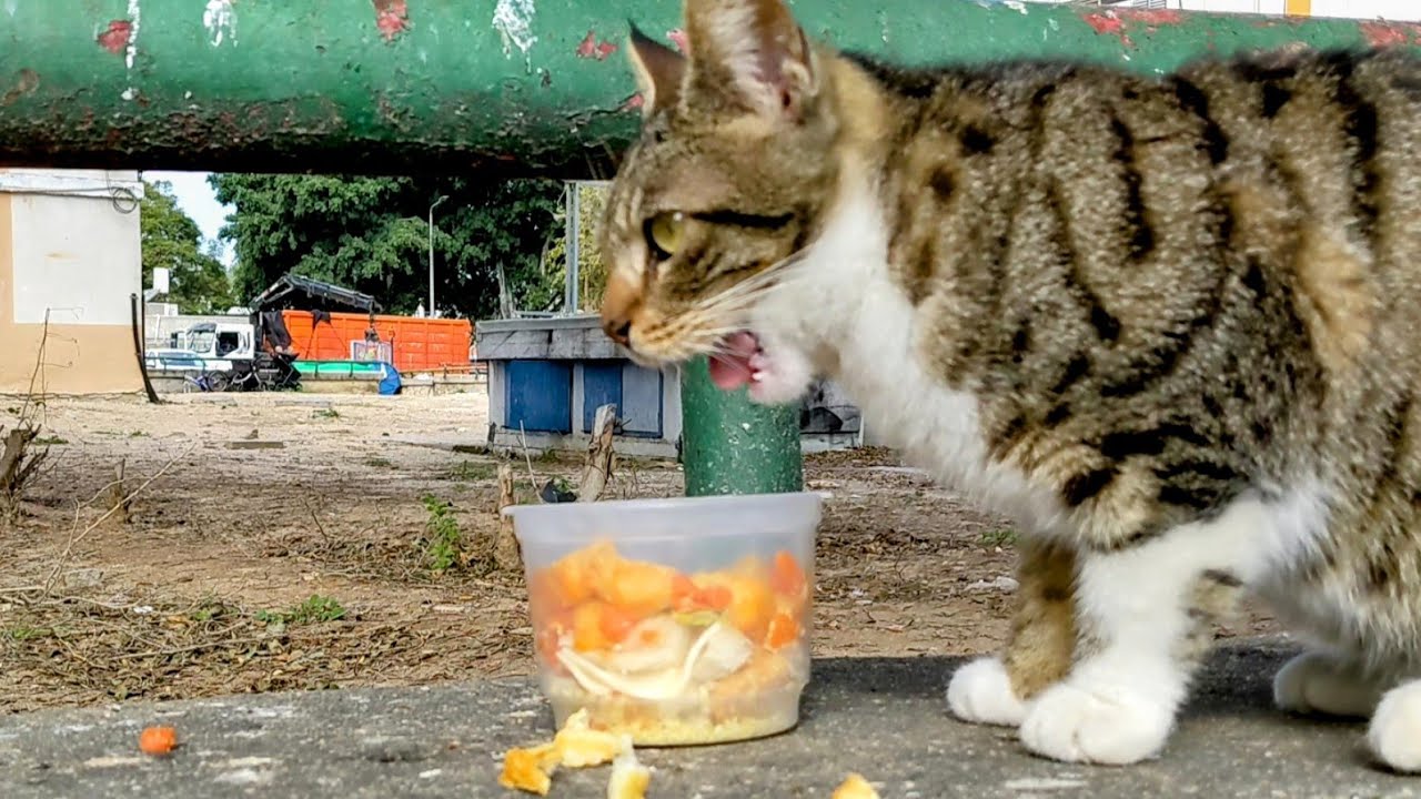Hungry stray cats eating food on the street 🐈🌴😻 Funny cats 😹 Cute pets ...