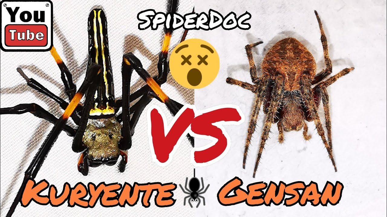 KURYENTE vs GENSAN. Gagamba Fight sa Tanay Rizal. Spider Fight ...