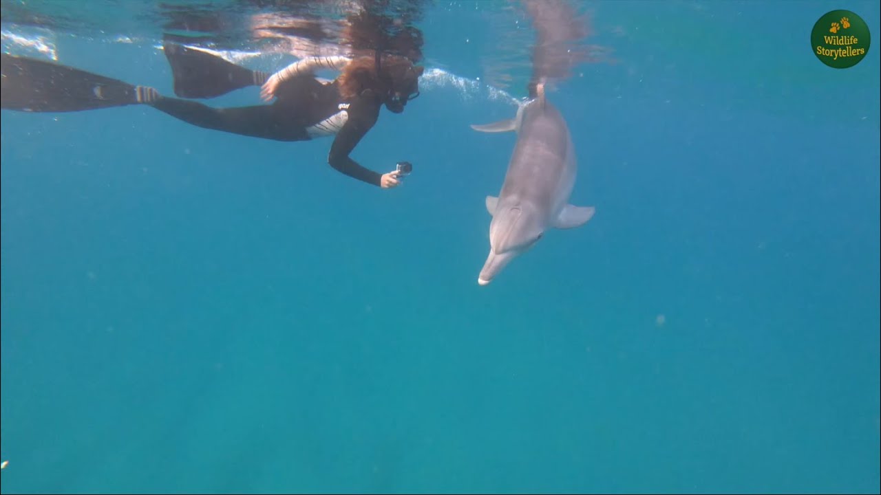 Wildlife Storytellers | Episode 2 | Dolphin Encountours Research Center ...