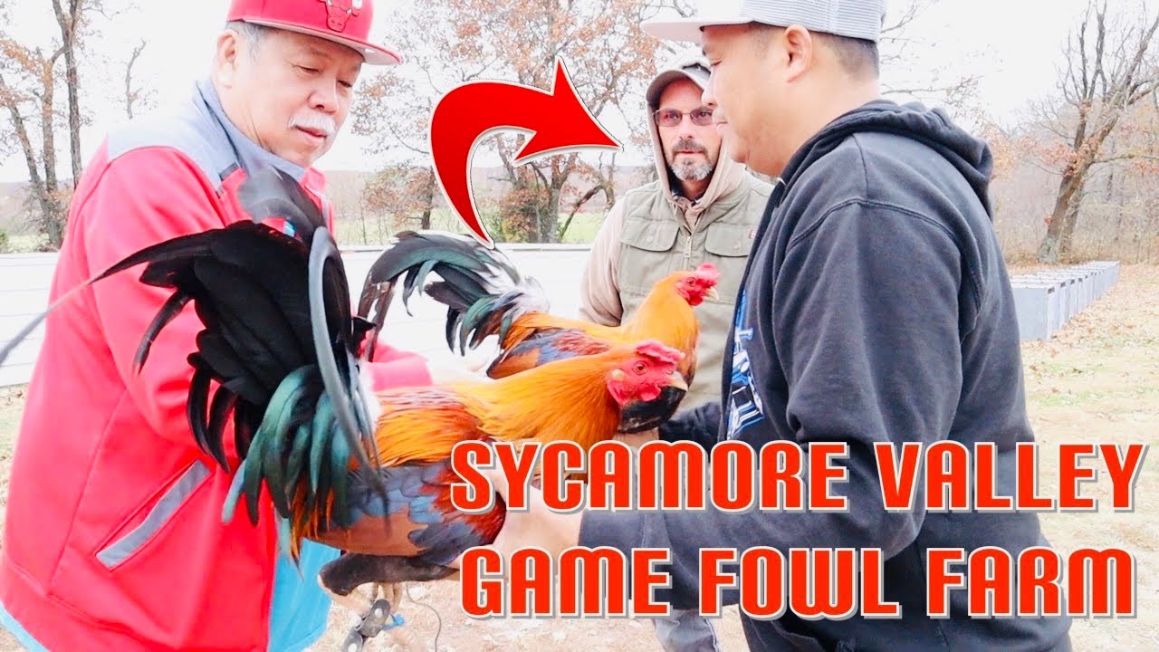 2023 Farm Visit Sycamore Valley Game Fowl Farm/Part 1 - YouTube