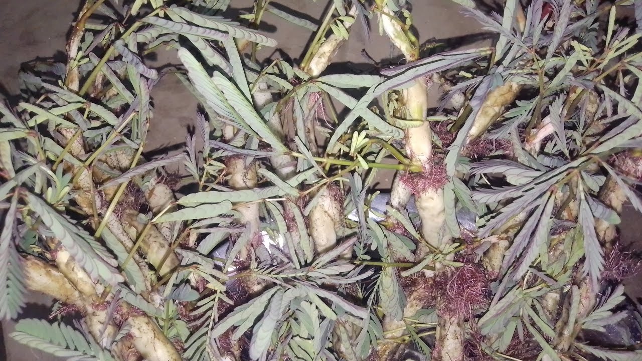 Seturday Night Live On - YouTube