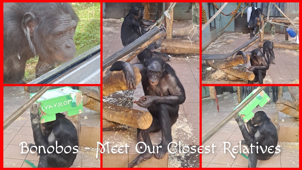 The Bonobo Talk - Meet Our Closest Relatives - YouTube