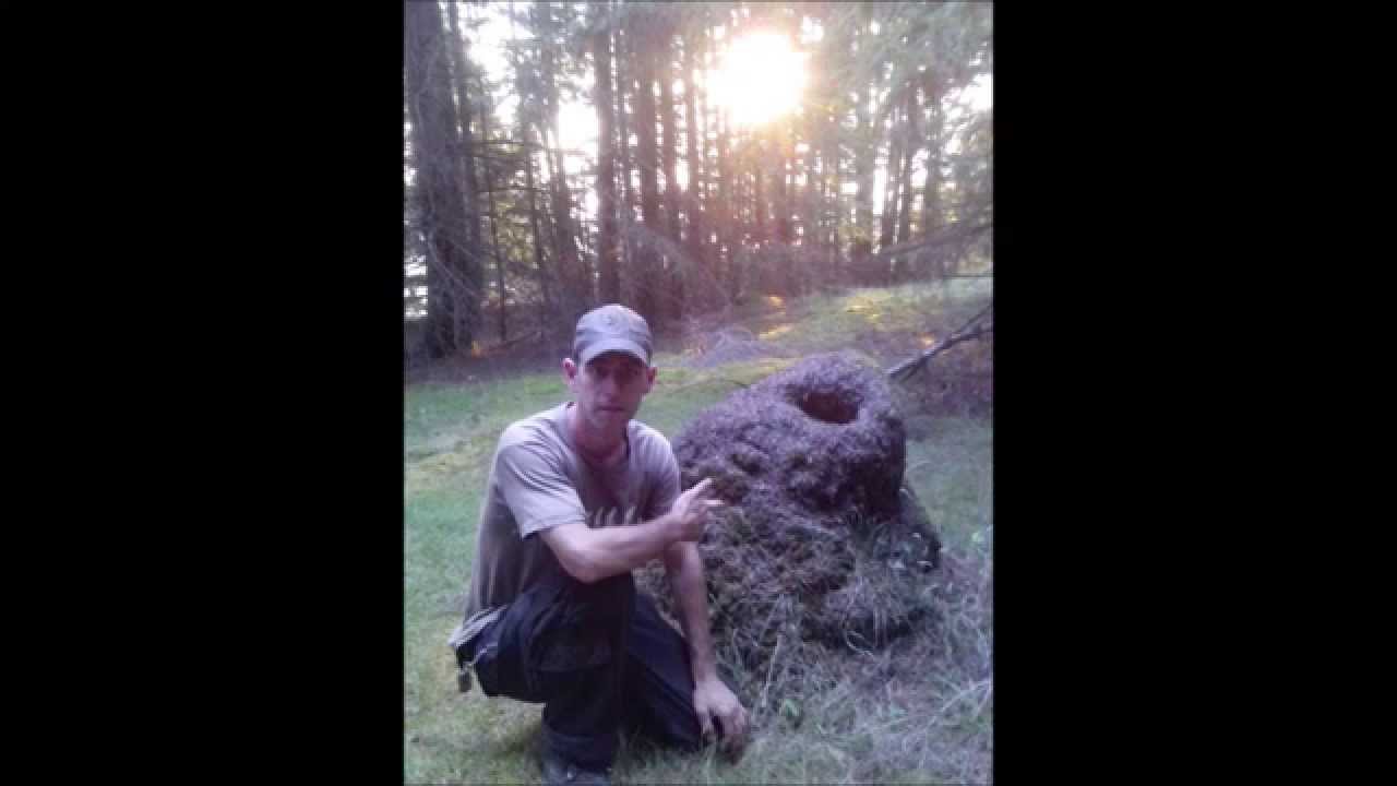 Biggest ant hill iv ever seen in western Canada - YouTube