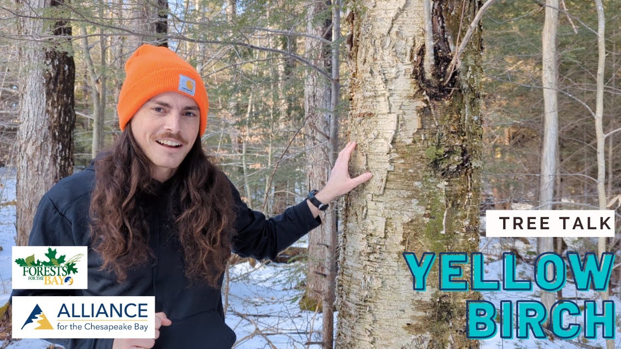 Tree Talk: Yellow Birch - YouTube