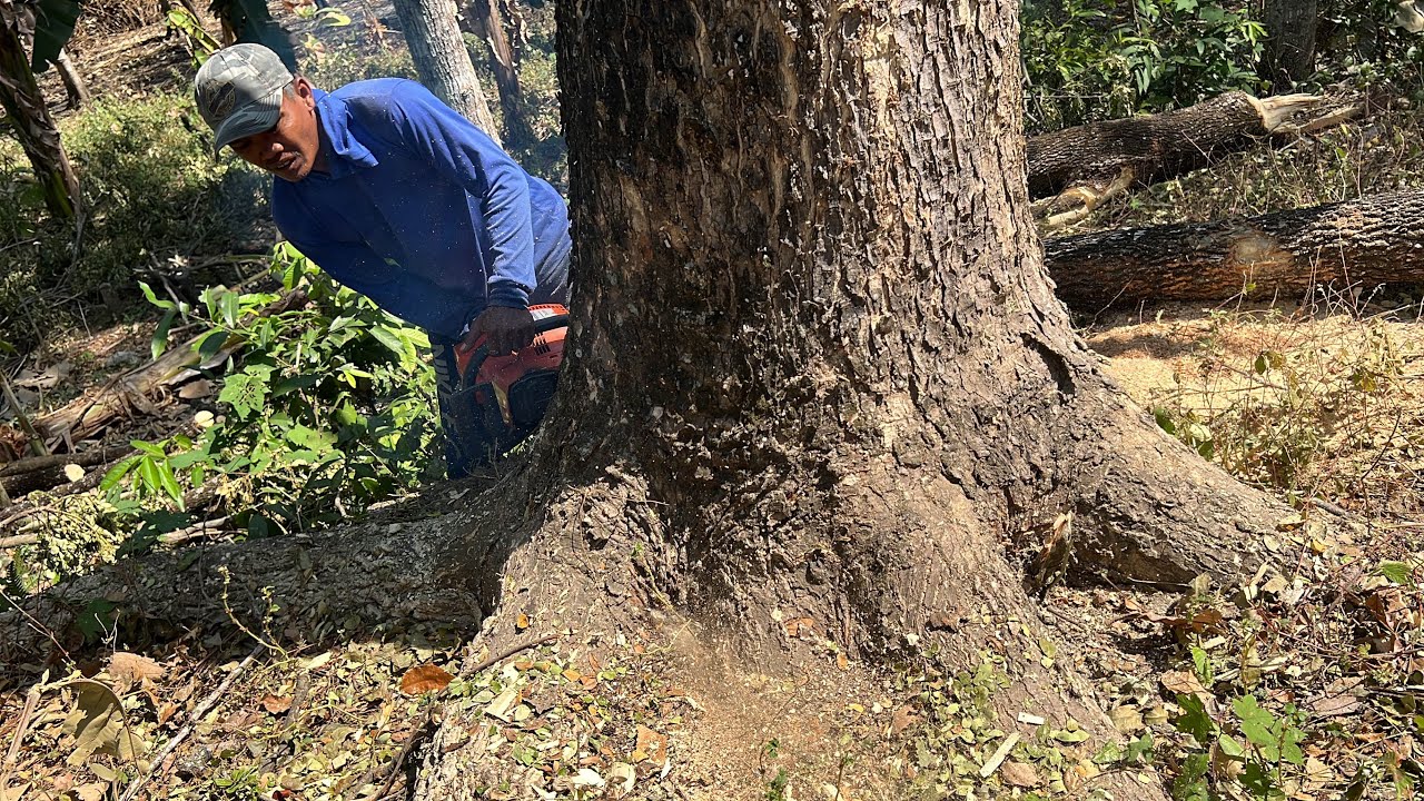 Amazing skill!! Felling huge tree with chainsaw, Husqvarna 395xp. - YouTube