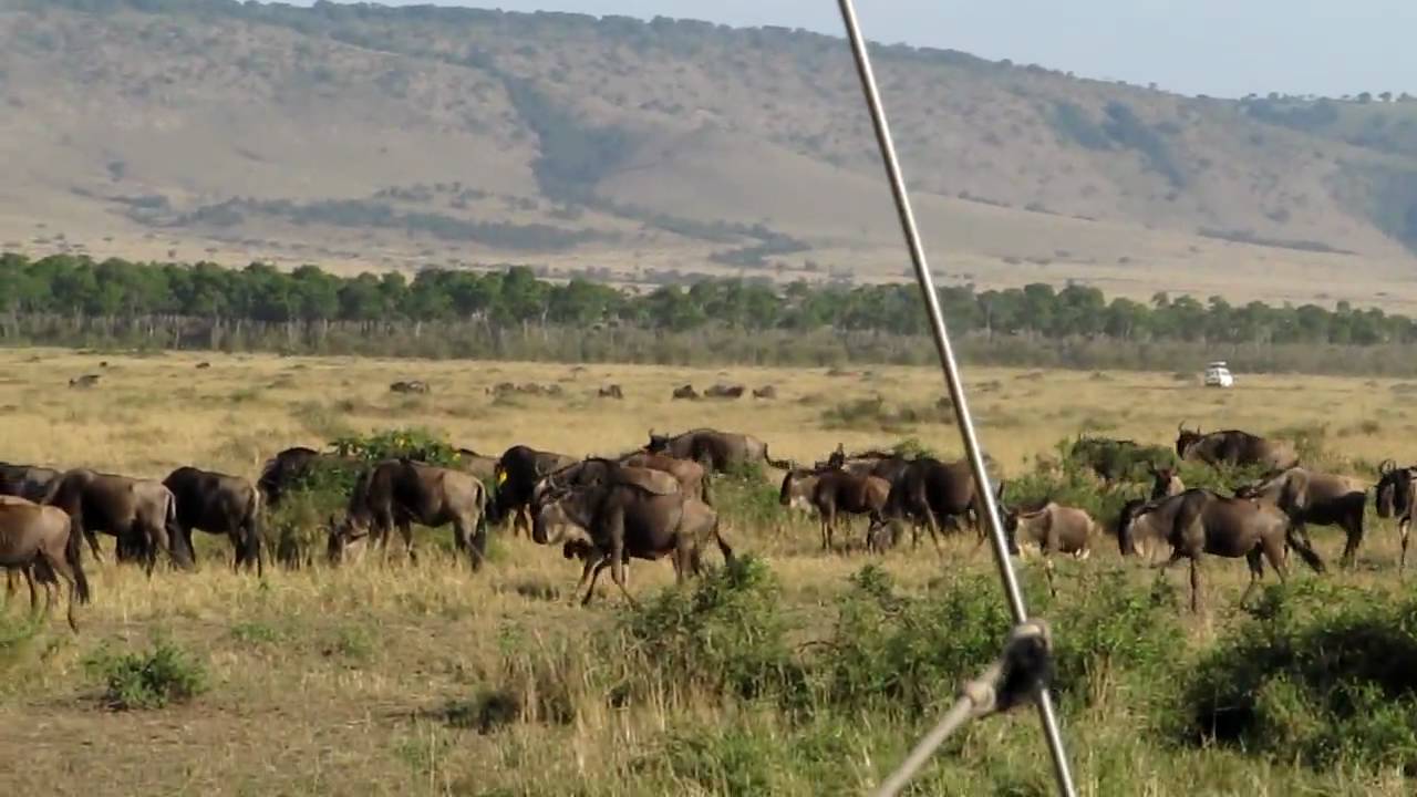 Wild Beast Running - YouTube