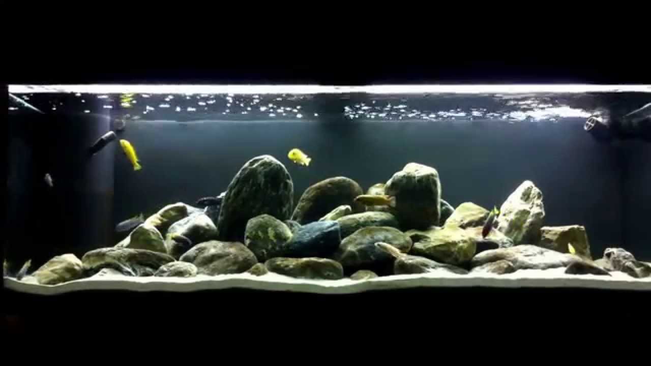 Acquario malawi mbuna 09/14 (Malawi Tank) - YouTube