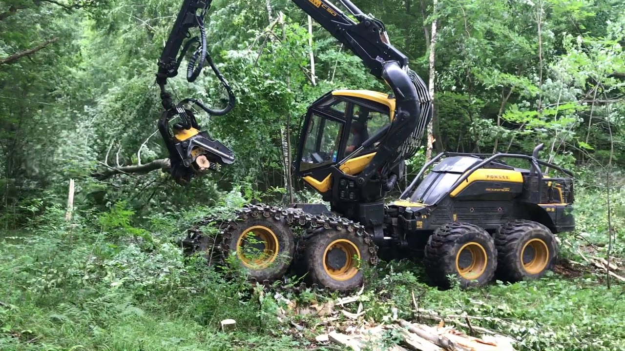 The Scorpion King Cutting Hardwood Pulp - YouTube