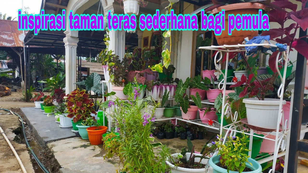 Suasana taman teras terkini dengan bunga yg terjangkau harganya - YouTube