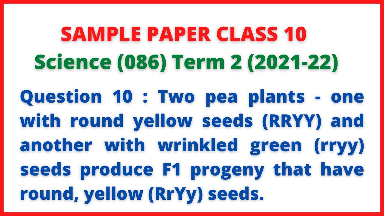 Two pea plants - one with round yellow seeds (RRYY) and another with ...