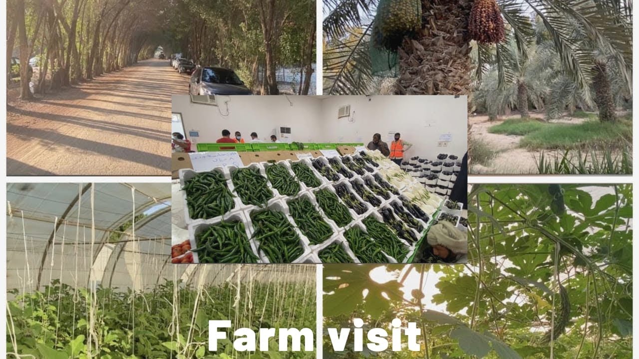 ഒരുFarm visit @Al Buainain farm||Jubail||Saudi Arabia|| My Happy Times ...