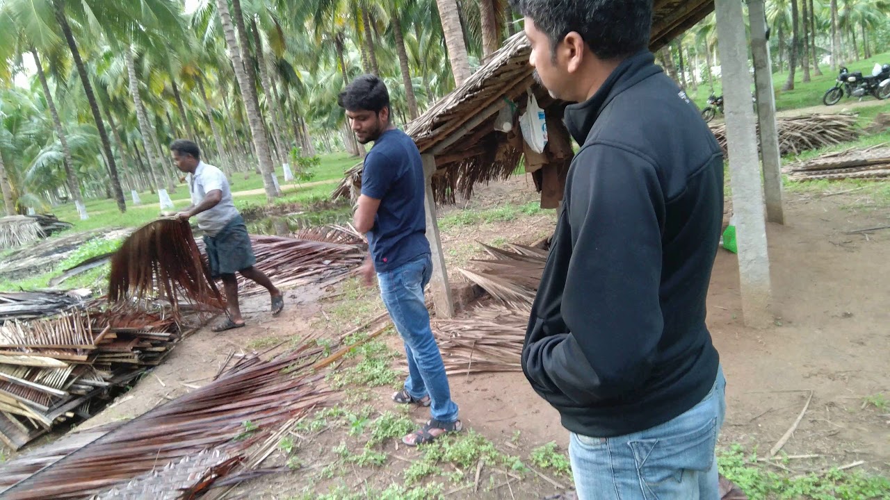 Pollachi coconut farms - YouTube