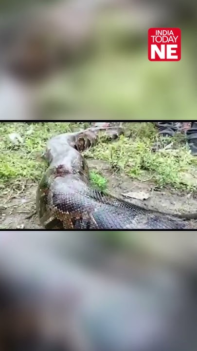 #Watch: A giant python weighing around 40-45 kg was caught in Rangapara ...