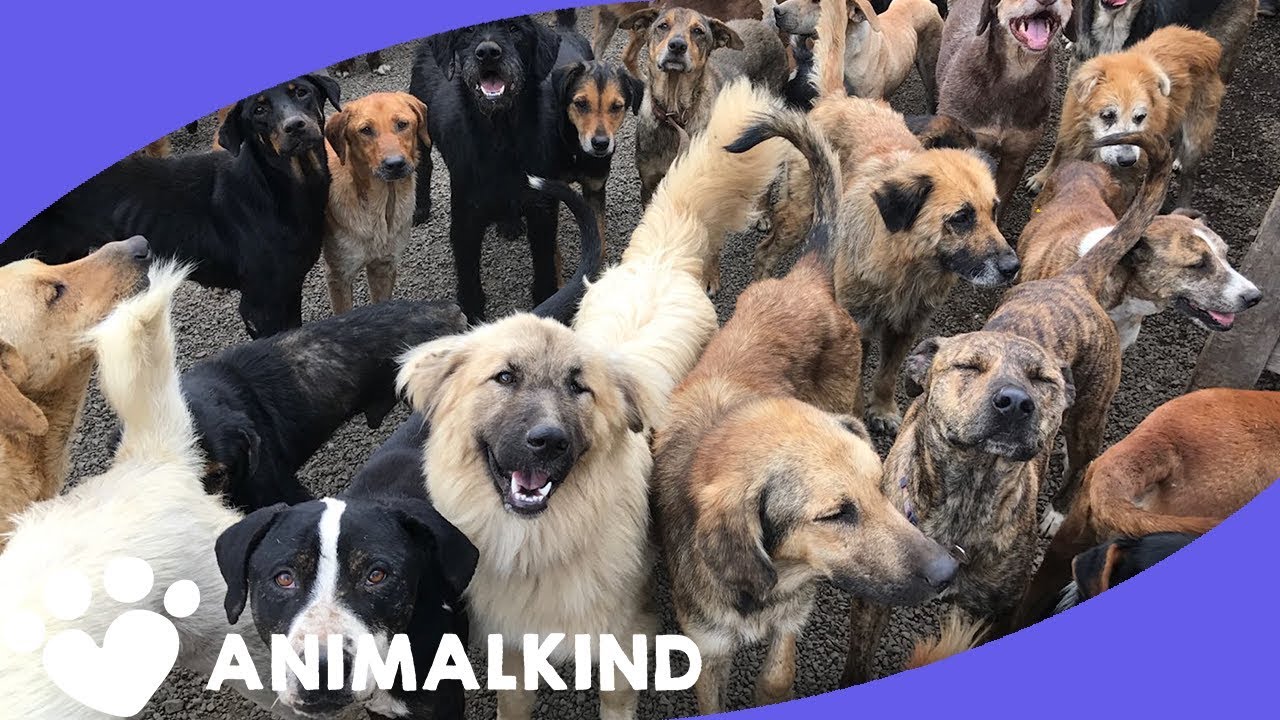 A thousand stray dogs live in this doggy paradise - YouTube