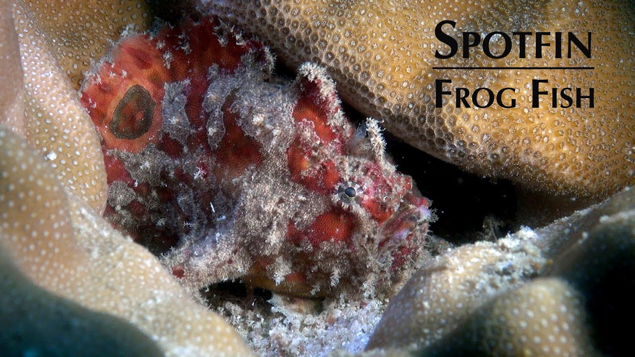 Spotfin Frogfish - Koh Tao, Thailand - YouTube