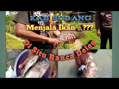 Memuaskan,, Menjala Ikan,, Di Situ Ranca Deleg,, Kab Subang,, #jala ...