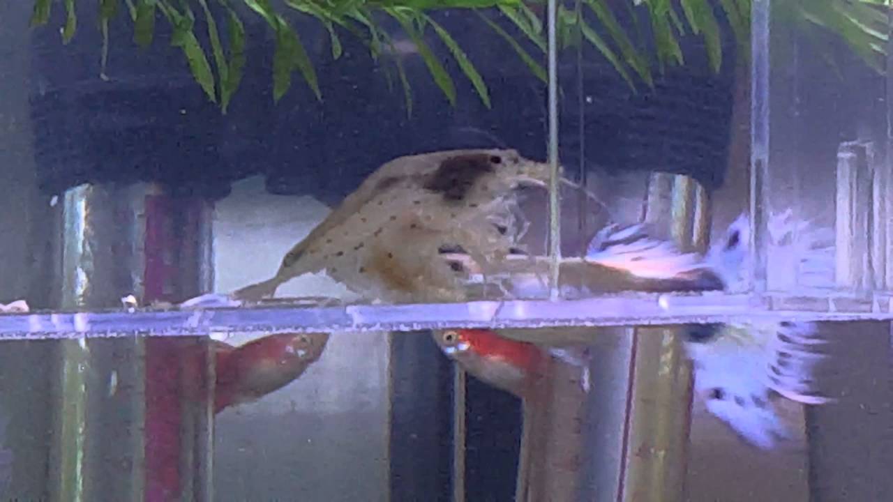 Yamato shrimp gives birth....then...... - YouTube