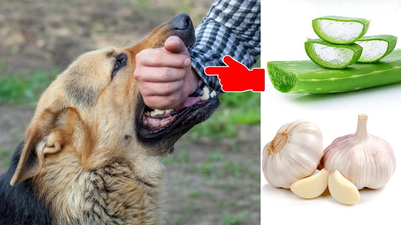 కుక్క కరిచిన చోట ఈ 2 కలిపి పెట్టండి విషం విరుగుడు || KUKKA KATU || Dog ...