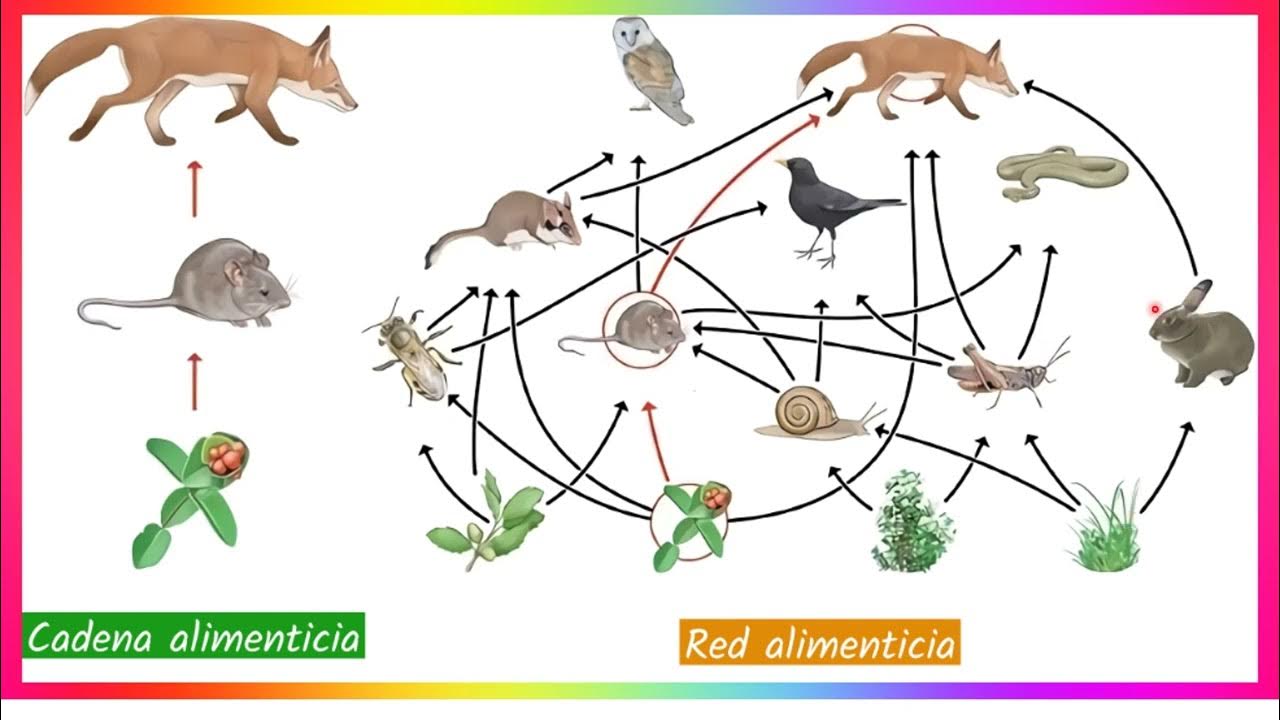 Redes y cadenas tróficas - YouTube