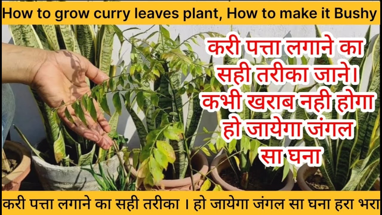 kari patta plant care/kadi patta plant care/curry leaves plant care ...