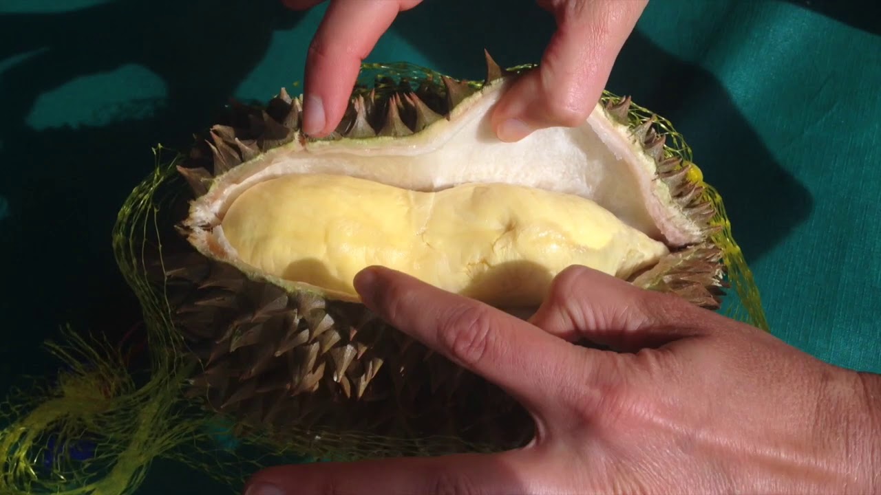 Perfect Opening to the Tropical Durian Fruit - YouTube