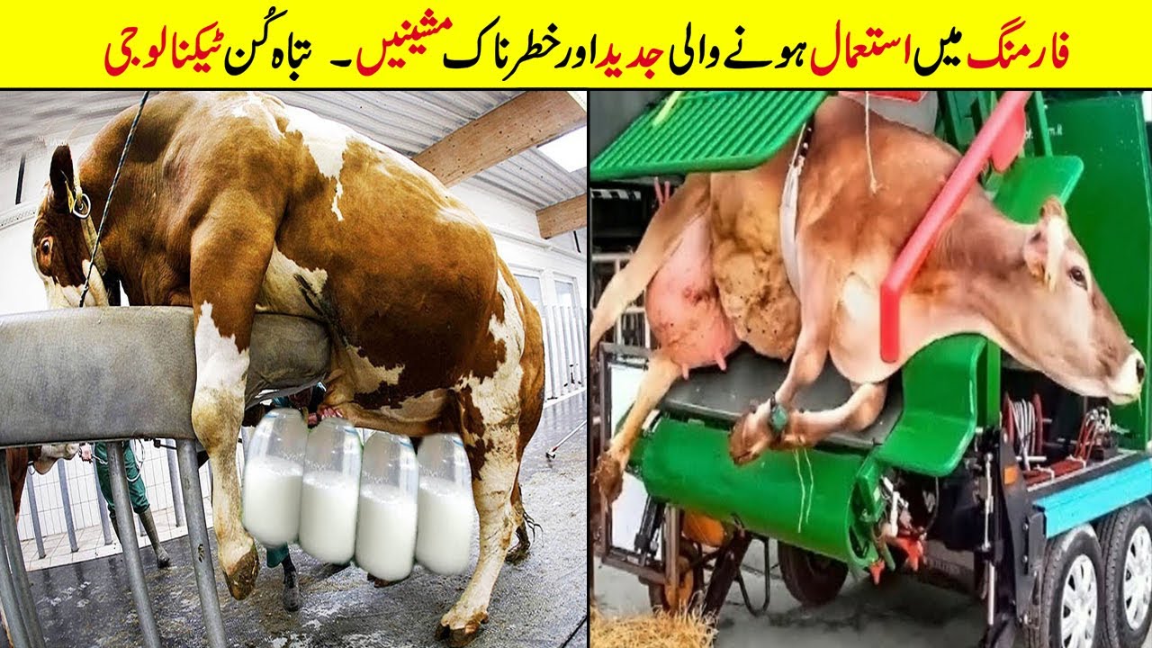 Top Animal Industry Factory Production | Modern Farming Machines - YouTube