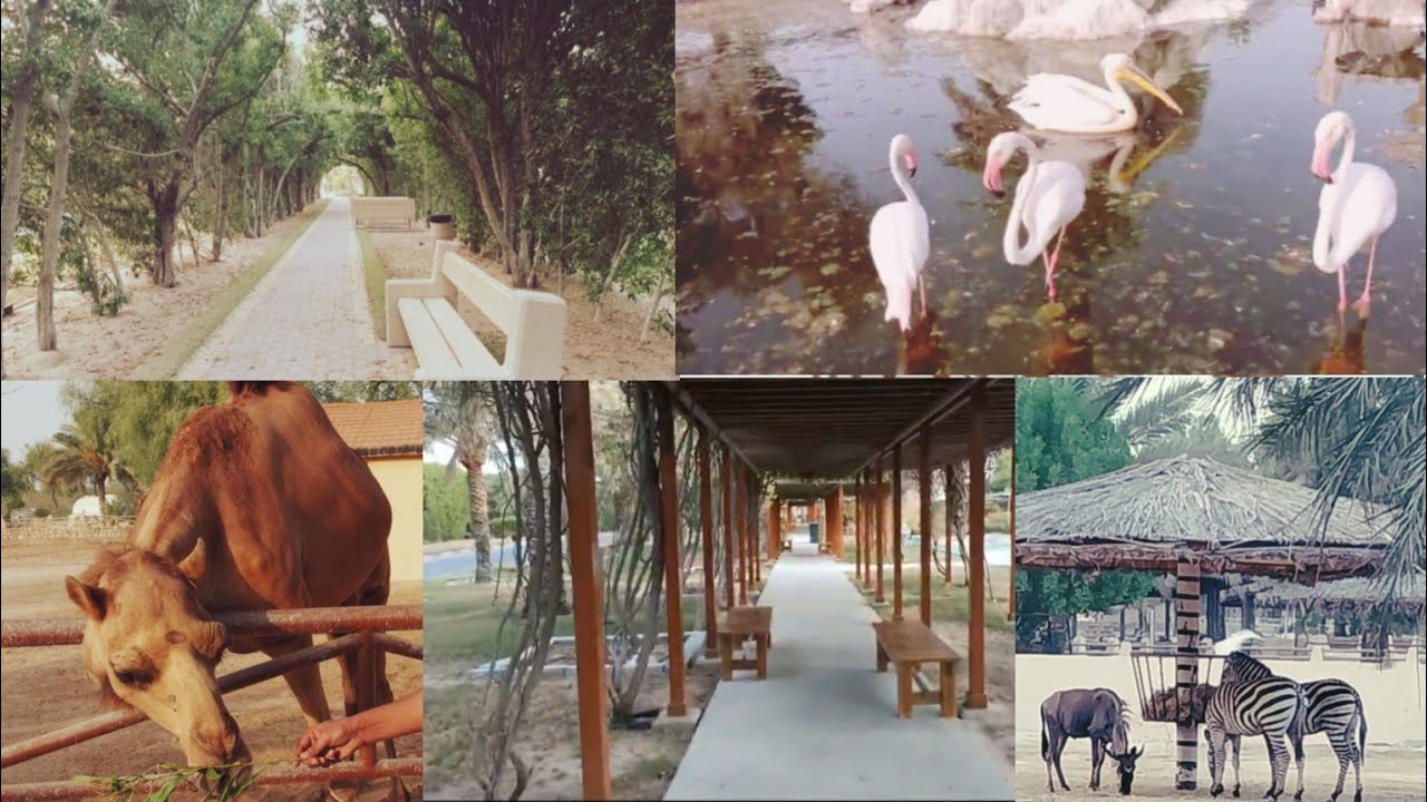Al Areen Wildlife Park Bahrain | Bahrain Zoo | Family Picnic #bahrain # ...