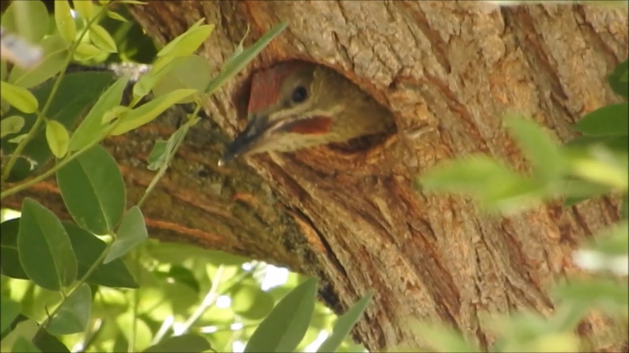 Vídeo Pollo de Pito real 5576 - YouTube