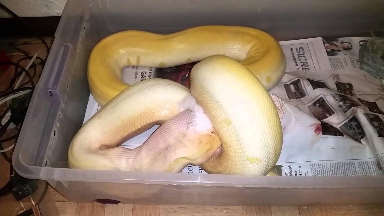 Albino Green Burmese Python (Lis) Eating a Rabbit - YouTube