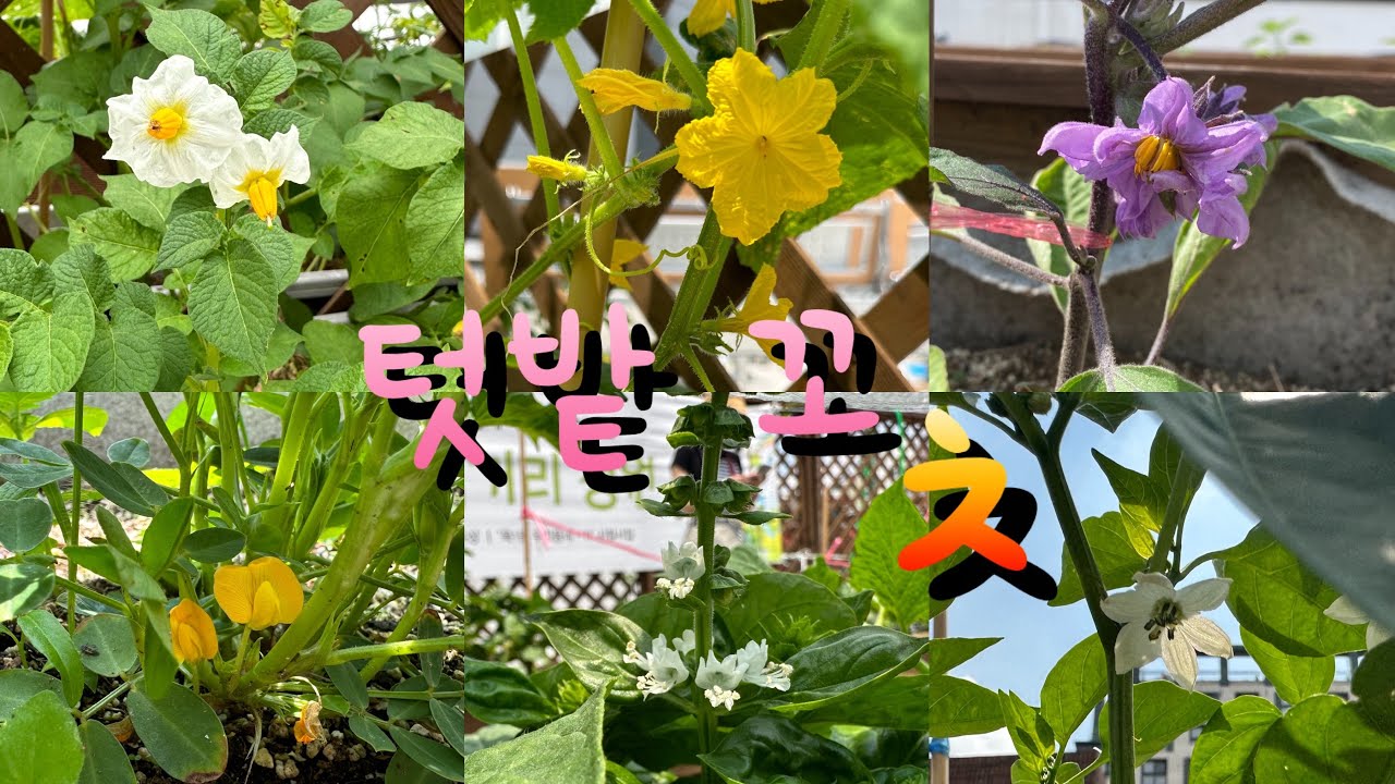 텃밭 꽃 오이 호박 가지 콩 땅콩 바질 토마토 감자 청경채 고추 Youtube