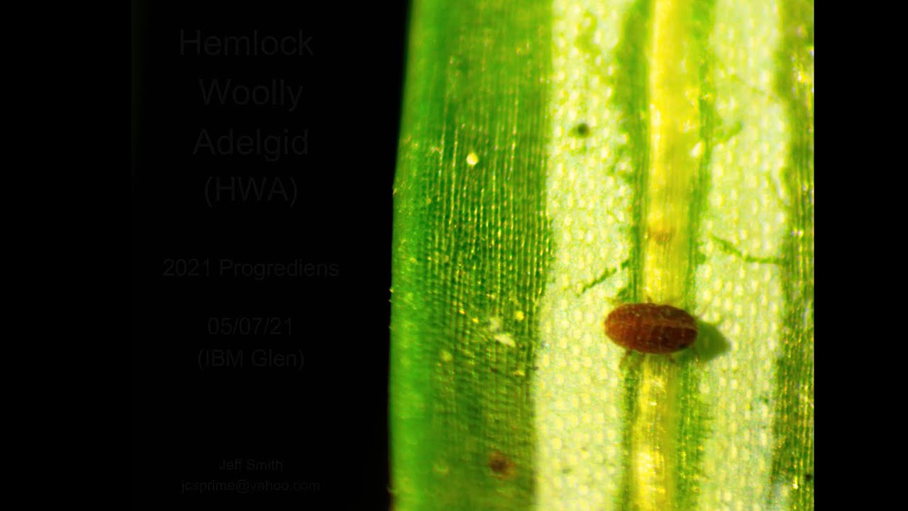 Hemlock Woolly Adelgid (HWA) Crawler - YouTube