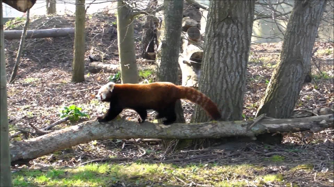Red Panda Moves House - YouTube