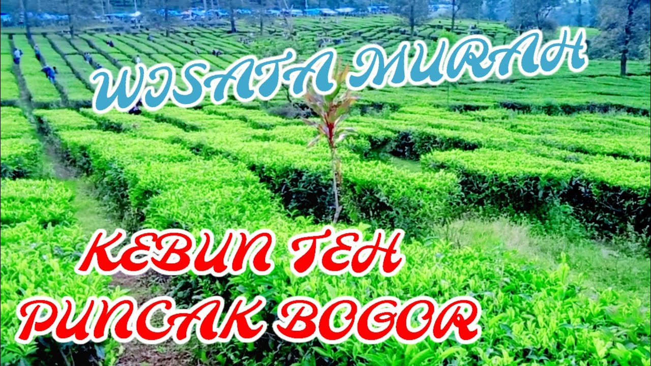 DESTINASI WISATA ALAM MURAH | KEBUN TEH PUNCAK BOGOR - YouTube