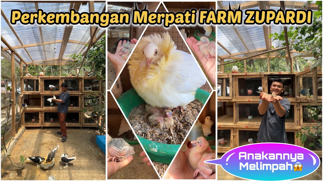 Update perkembangan semua merpati yang ada di Aviary FARM ZUPARDI - YouTube