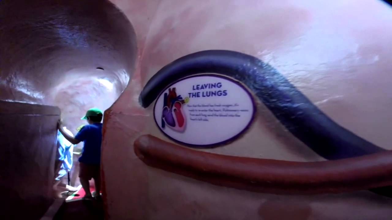 Walk Through the Giant Heart at the Franklin Institute - YouTube
