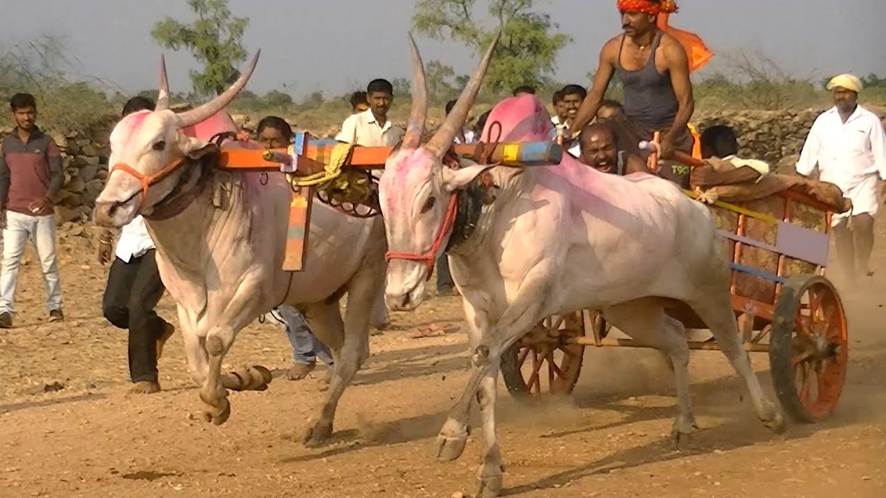 Race bulls of Kullur | Lokapur bullock cart race - YouTube