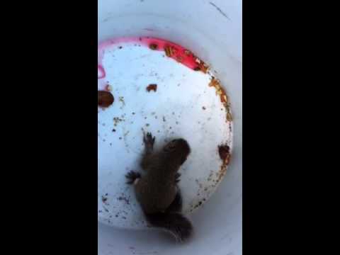 Squirrel trap n a bucket - YouTube