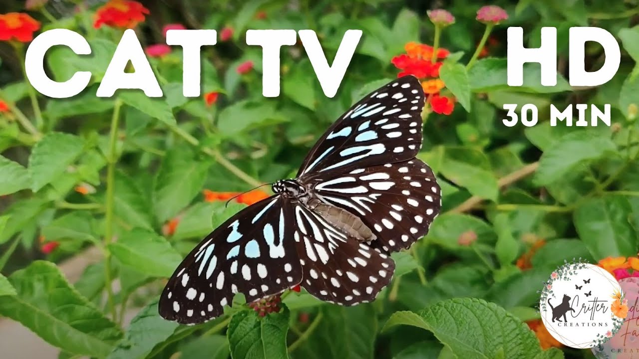 30 Minute Cat TV - TV for your cats to watch #nature #birds #cattv ...