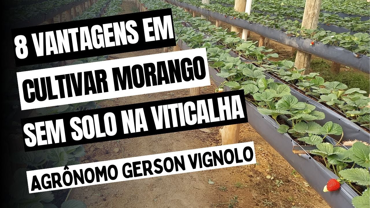 8 Vantagens de cultivar morango sem solo na Viticalha - YouTube