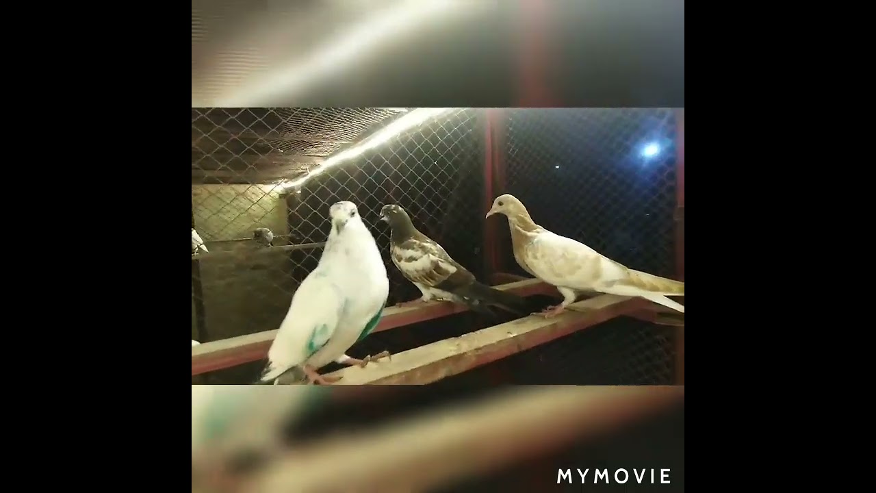Night Setup Inqlab Pigeons Club - YouTube