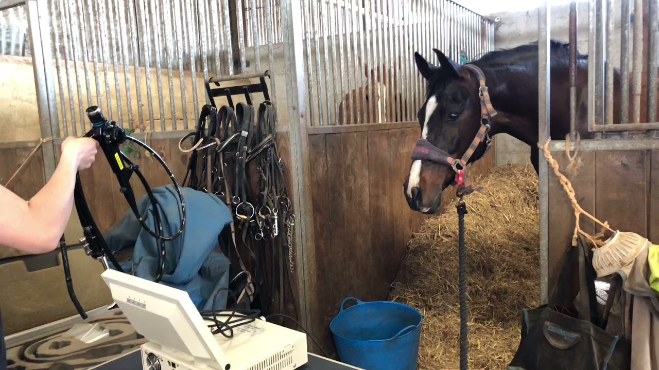 Guttural pouch wash! Strangles testing !! (Came back negative☺️) - YouTube