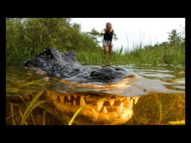 Buaya Terbesar Di Kalimantan 15 Meter