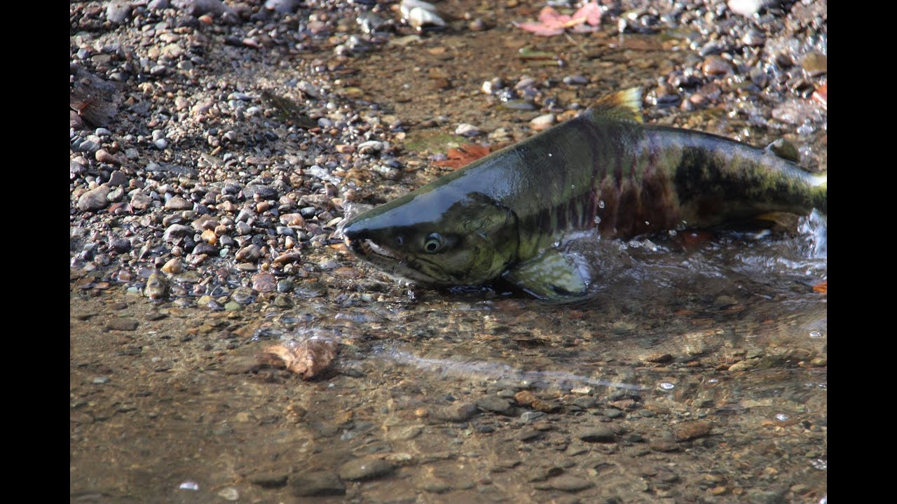 Norrish Creek Gravel Extraction and Its Salmon History - YouTube