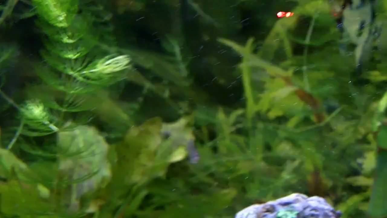 My New Twig Catfish "Farlowella Acus" - YouTube