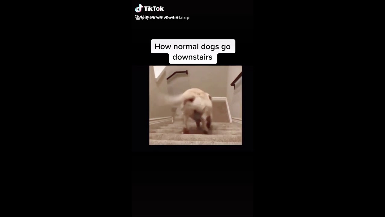 Dog falling down stairs,s - YouTube